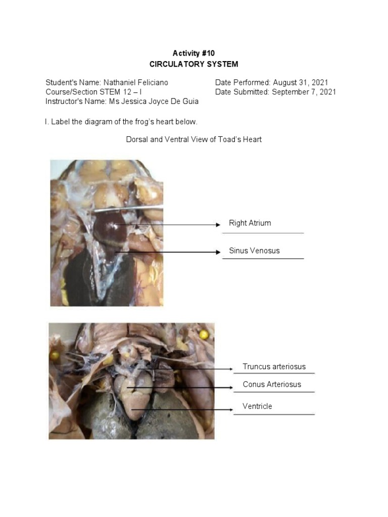 Activity 10 Circulatory System Exercise | PDF | Vein | Atrium (Heart)