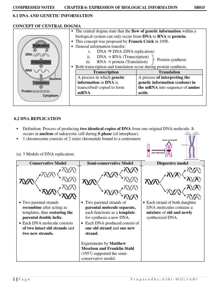 Chapter 6: Expression of Biological Info | PDF | Dna Replication ...