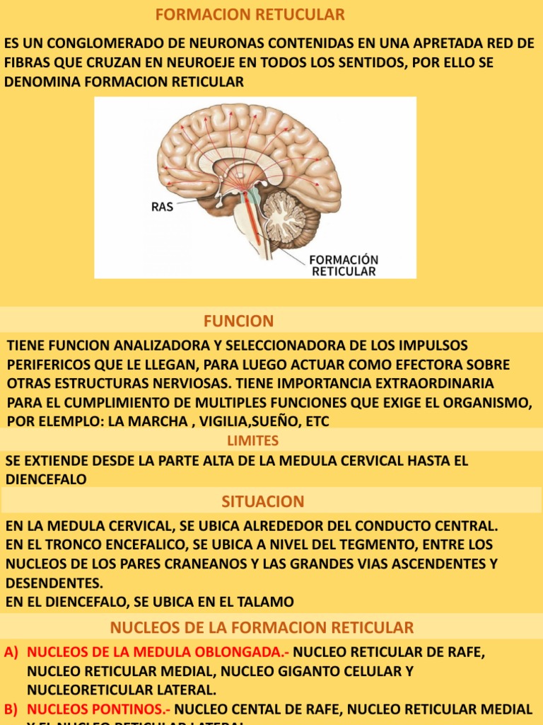 Anato Formacion Reticular Pdf Médula Espinal Cerebro