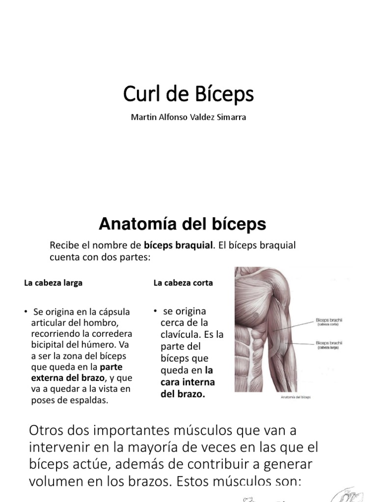 Curl de Biceps PDF | PDF | Codo | Extremidades (anatomía)