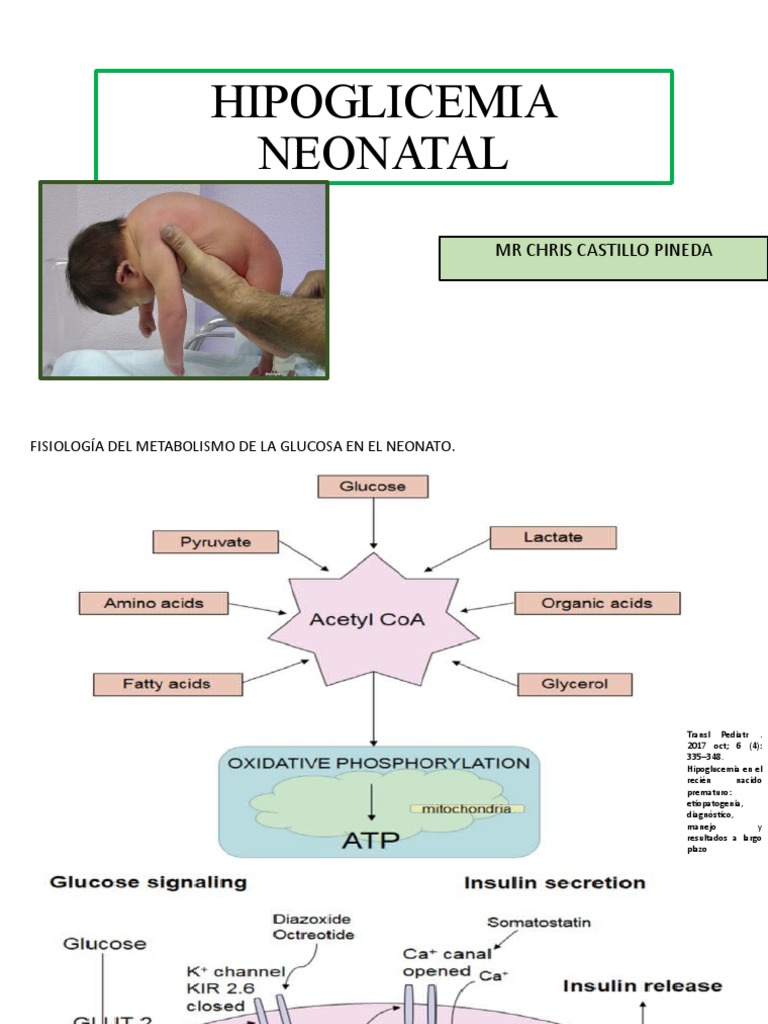 Fisiopatología de la hipoglucemia neonatal | PDF | Hipoglucemia | Glucógeno