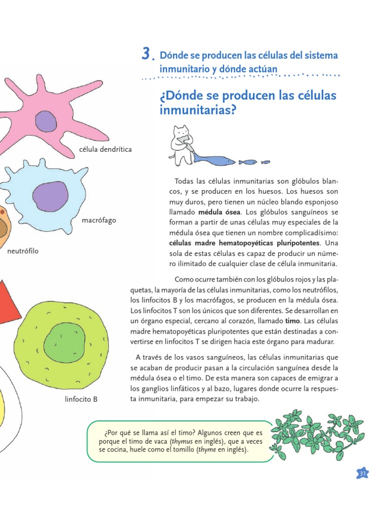 Sistema Inmunitario | Descargar gratis PDF | Sistema inmune | Linfocitos