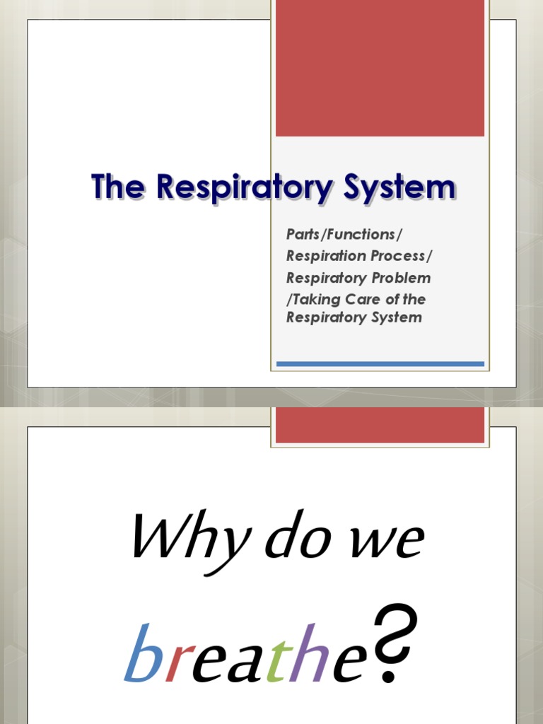 The Respiratory System: Parts/Functions/ Respiration Process ...