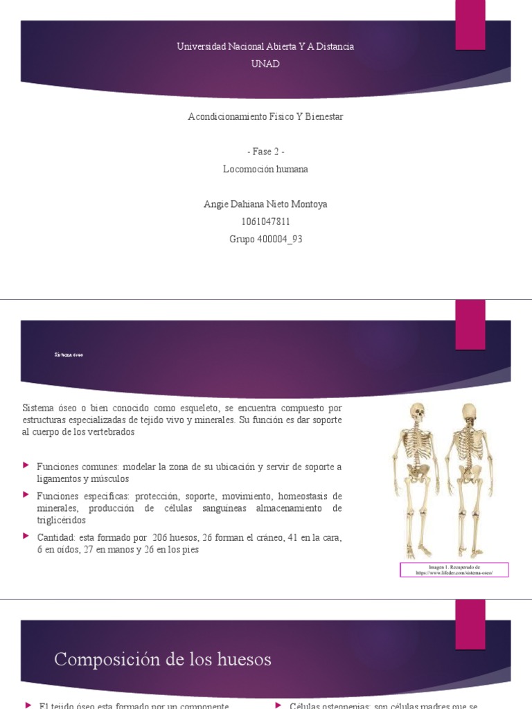 Fase 2 - Locomoción Humana. | PDF | Hueso | Sistema nervioso