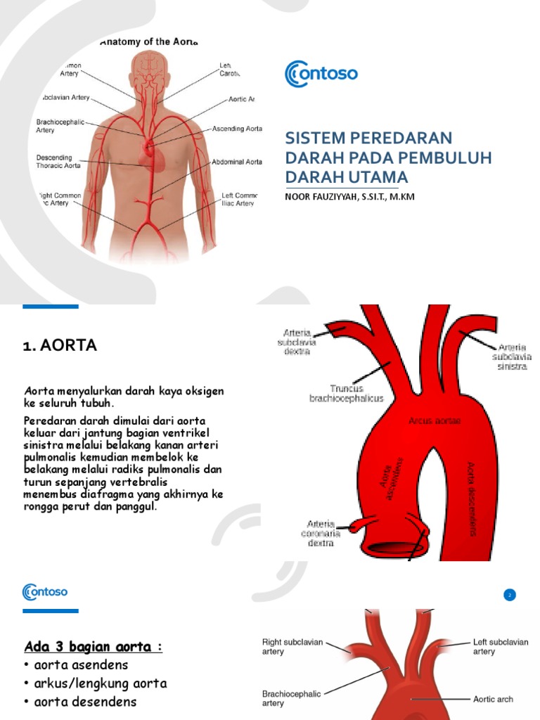 Cabang dan Anatomi Aorta Manusia | PDF