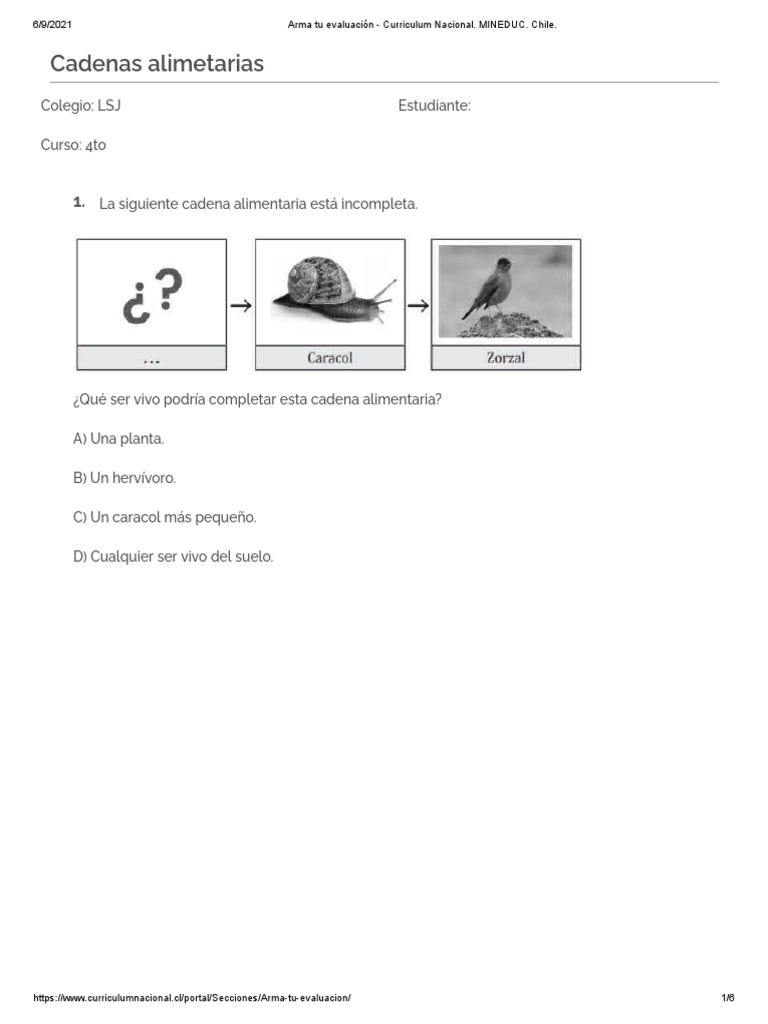 Preguntas Cadena Alimentaria | PDF | Ecosistema | Biología
