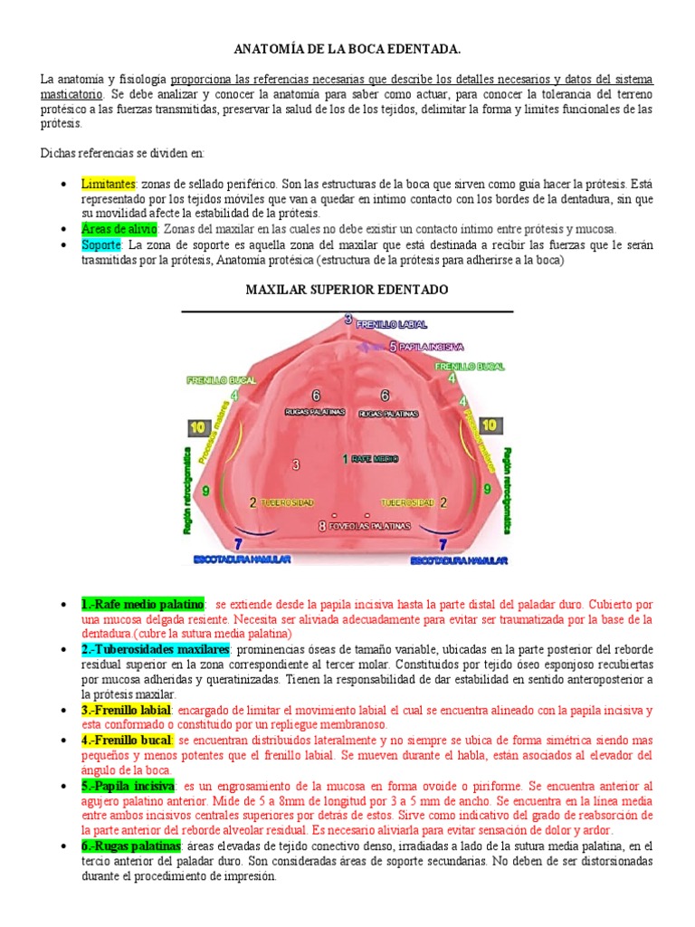 Anatomía De La Boca Desdentada PDF) NOCIONES DE ANATOMIA