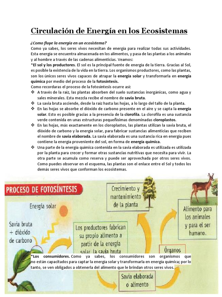 Flujo de Energía en Ecosistemas | PDF | Plantas | Fotosíntesis