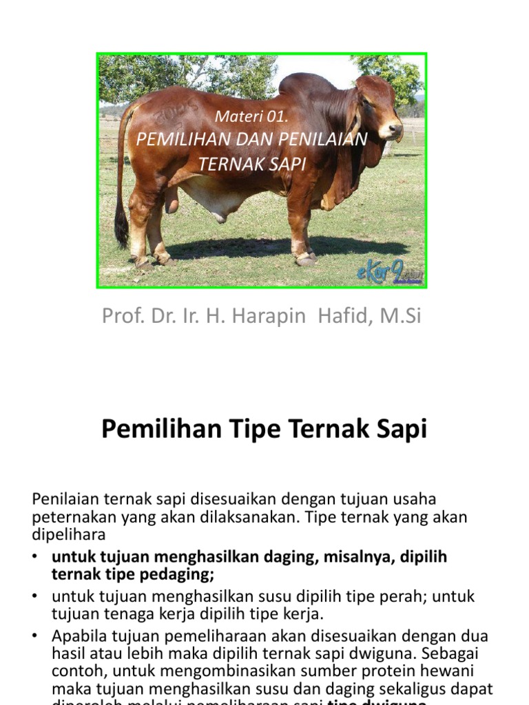 Pemilihan Dan Penilaian Ternak Sapi | PDF