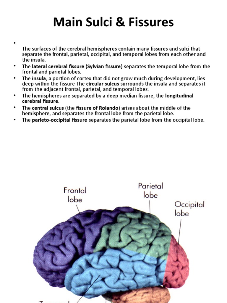 Main Sulci & Fissures: Cerebral Fissure | PDF | Temporal Lobe ...