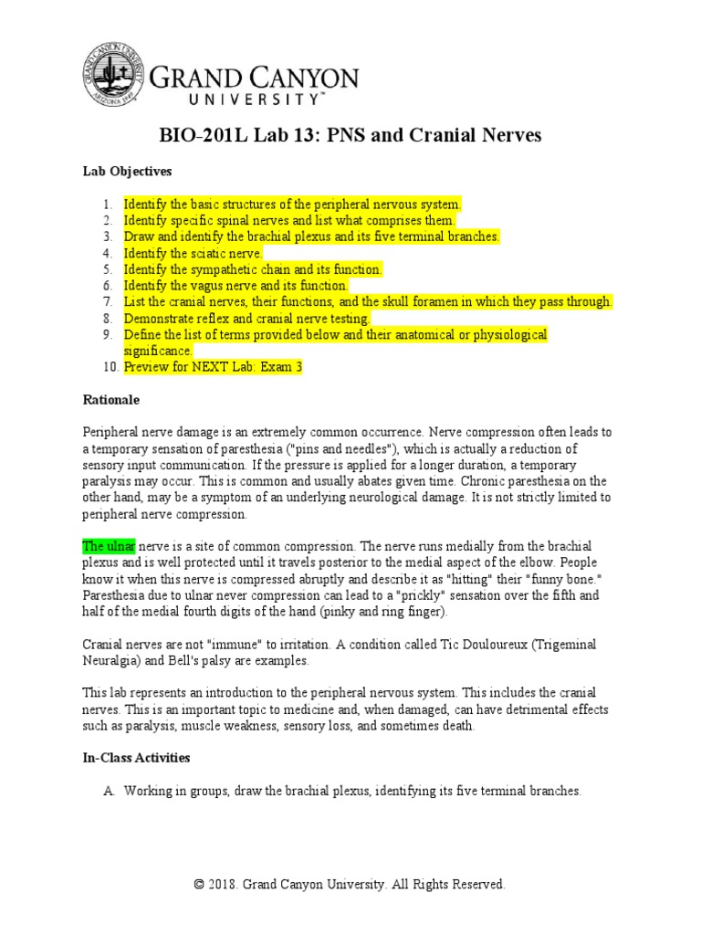 BIO-201L Lab 13: PNS and Cranial Nerves | PDF | Neuron | Nervous System