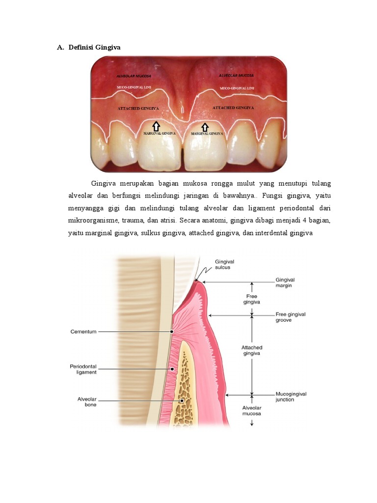 Anatomi dan Fungsi Gingiva | PDF