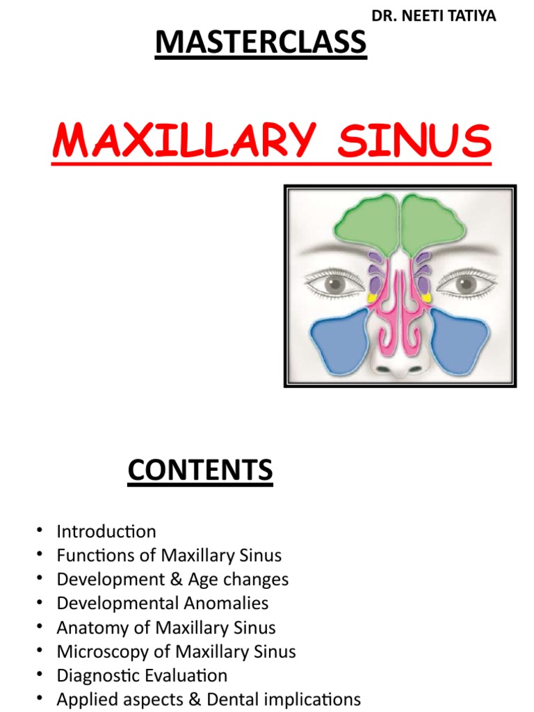 Maxillary Sinus | PDF | Epithelium | Human Nose
