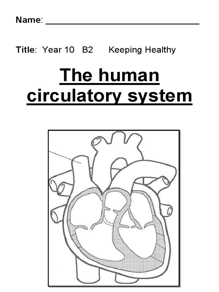 Blood Circulation Around The Body | Download Free PDF | Circulatory ...