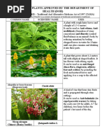 Akapulko: Herbal Uses and Preparations | PDF | Herbalism | Tea