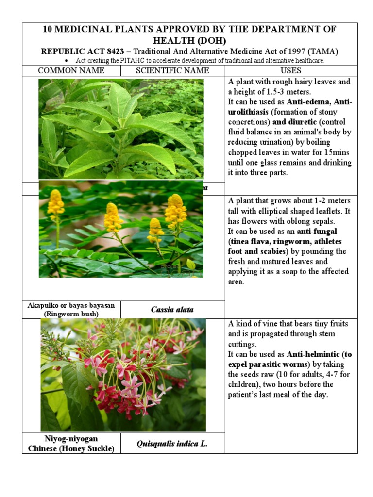 10 Medicinal Plants Approved by The Department of Health | PDF | Plants