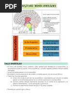 Región Geniana o Región de La Mejilla | PDF | Anatomía | Anatomía humana