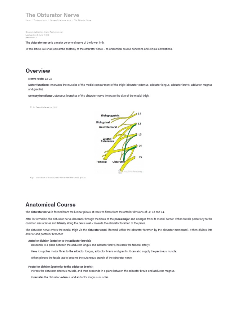 The Obturator Nerve - Course - Motor - Sensory - TeachMeAnatomy | PDF ...