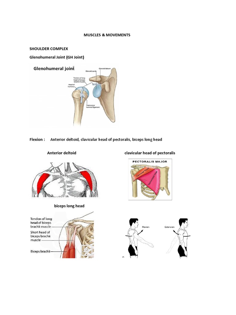 Muscles & Movements: Flexion | PDF | Anatomical Terms Of Motion | Thumb