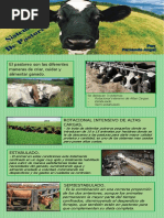 Ciclo de Vida de La Vaca | PDF | Vacas | Leche