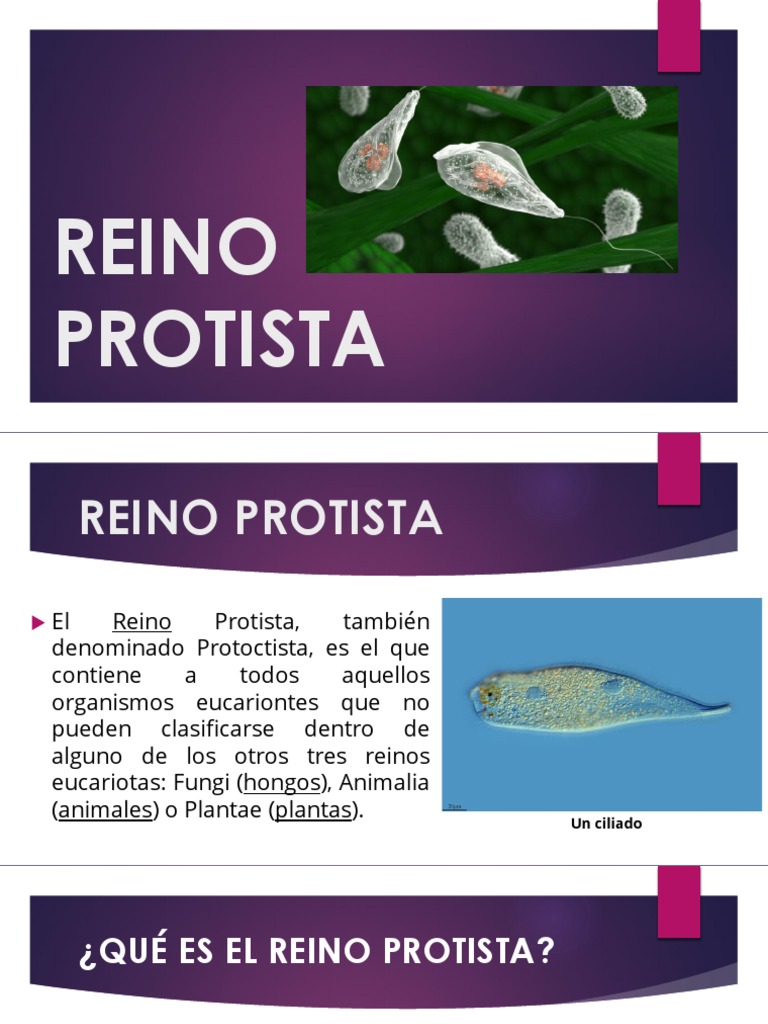 Reino Protista