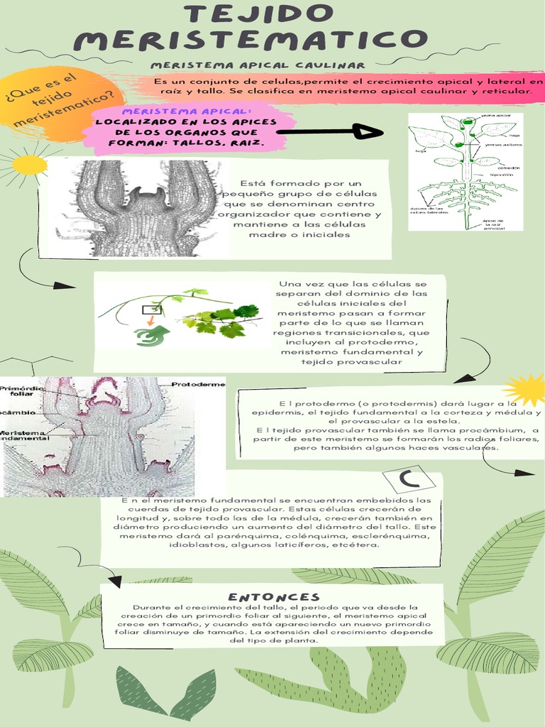 Meristemos Apicales en Plantas | PDF | Tallo de la planta | Biología