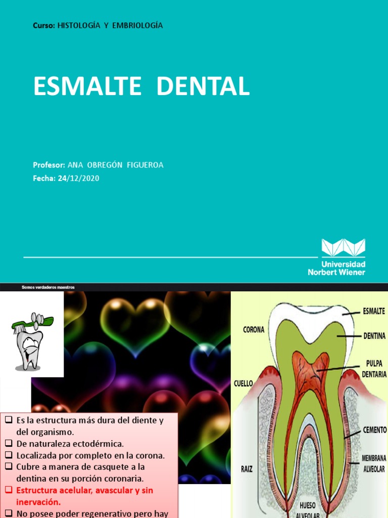 Clase - 12 - Esmalte Dental.2020 Ii | PDF | Esmalte de dientes | Diente