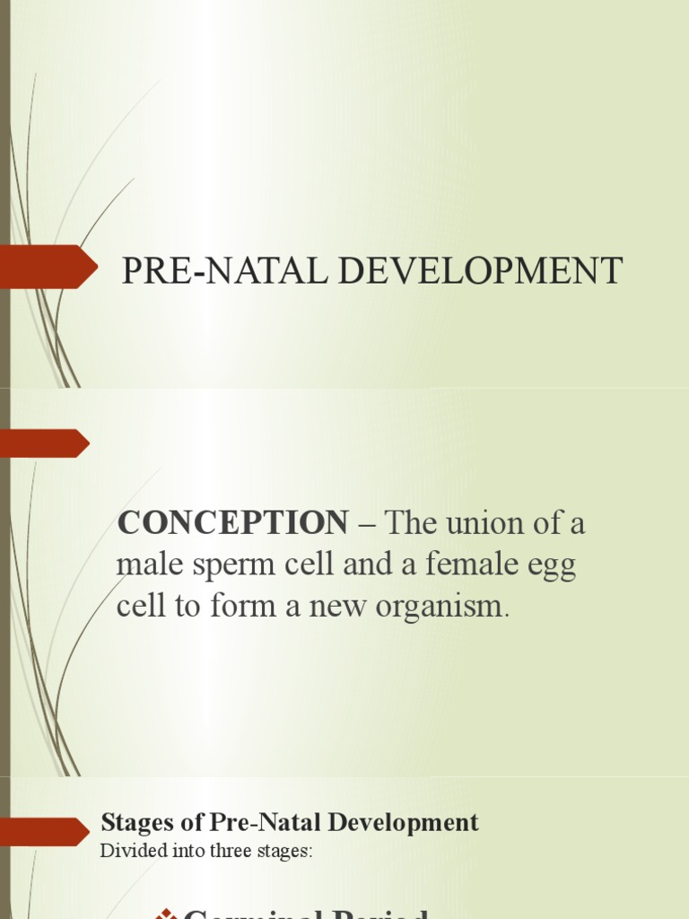 Module 11 Pre Natal Development | PDF