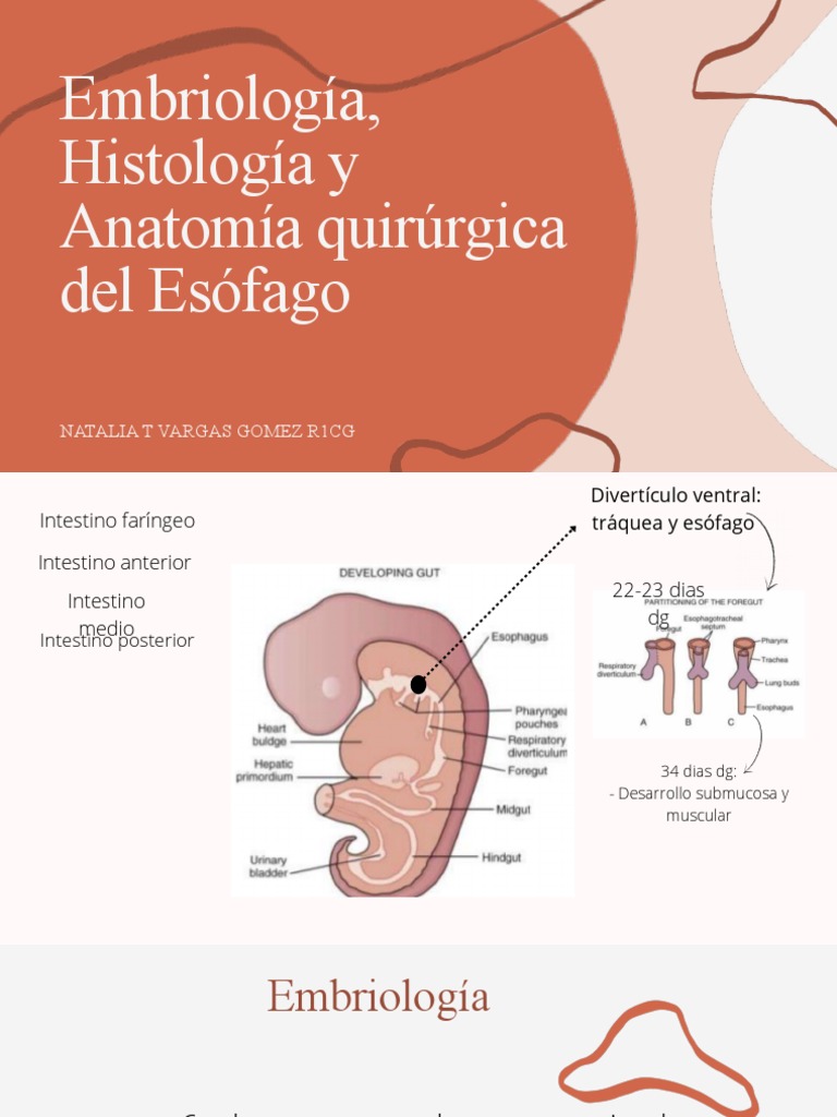 Embriología, Histología y Anatomía Quirúrgica Del Esófago | PDF ...