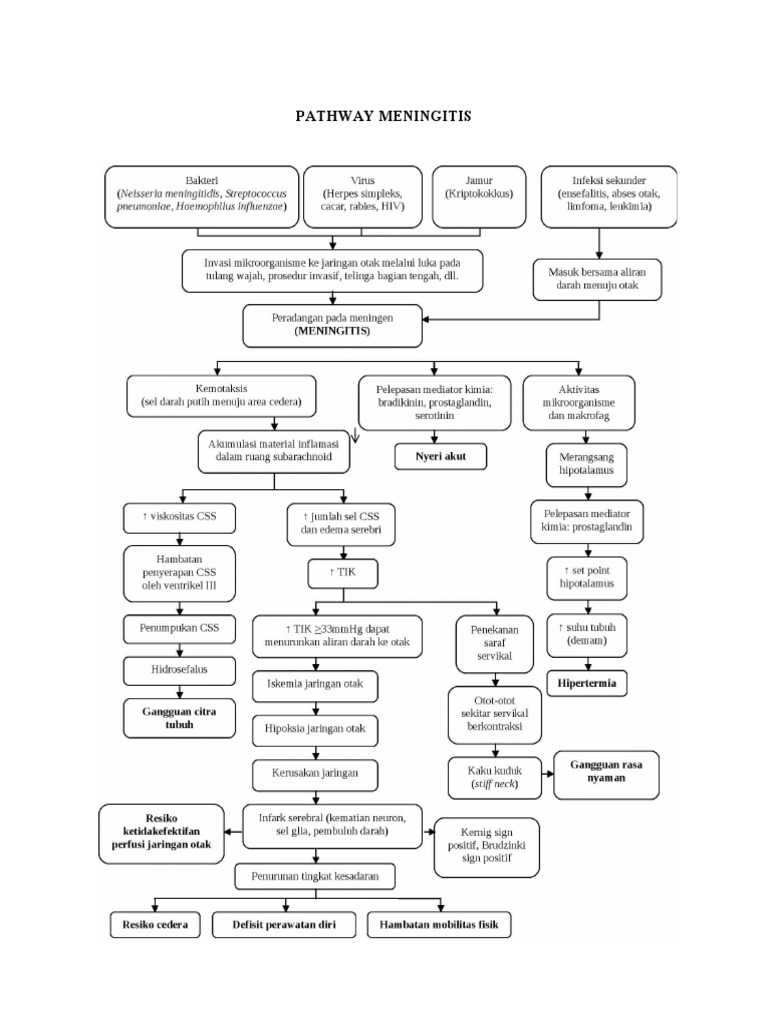 Pathway Meningitis | PDF