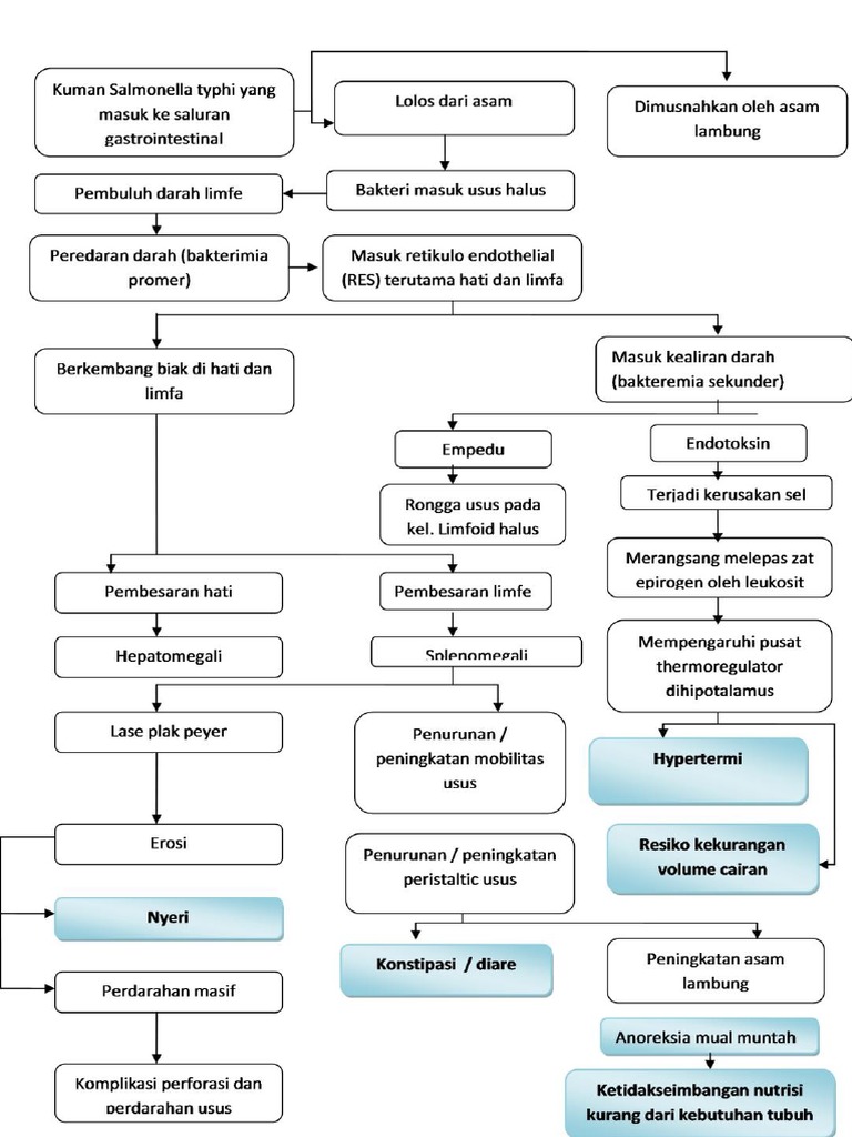 Pathway Typhoid | PDF