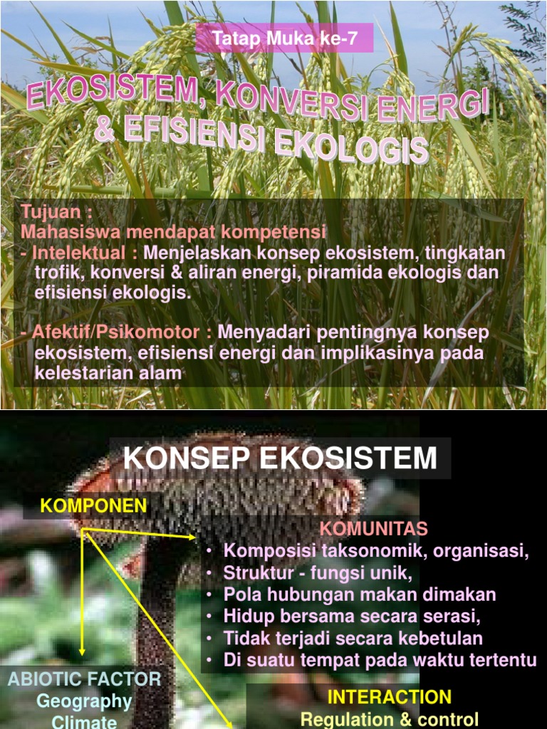 7 Ecosystem & Energy Conversion | PDF