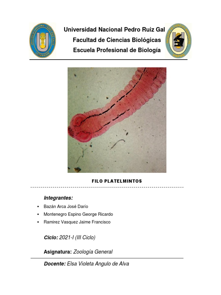 Filo Platelmintos | PDF | Biología | Zoología