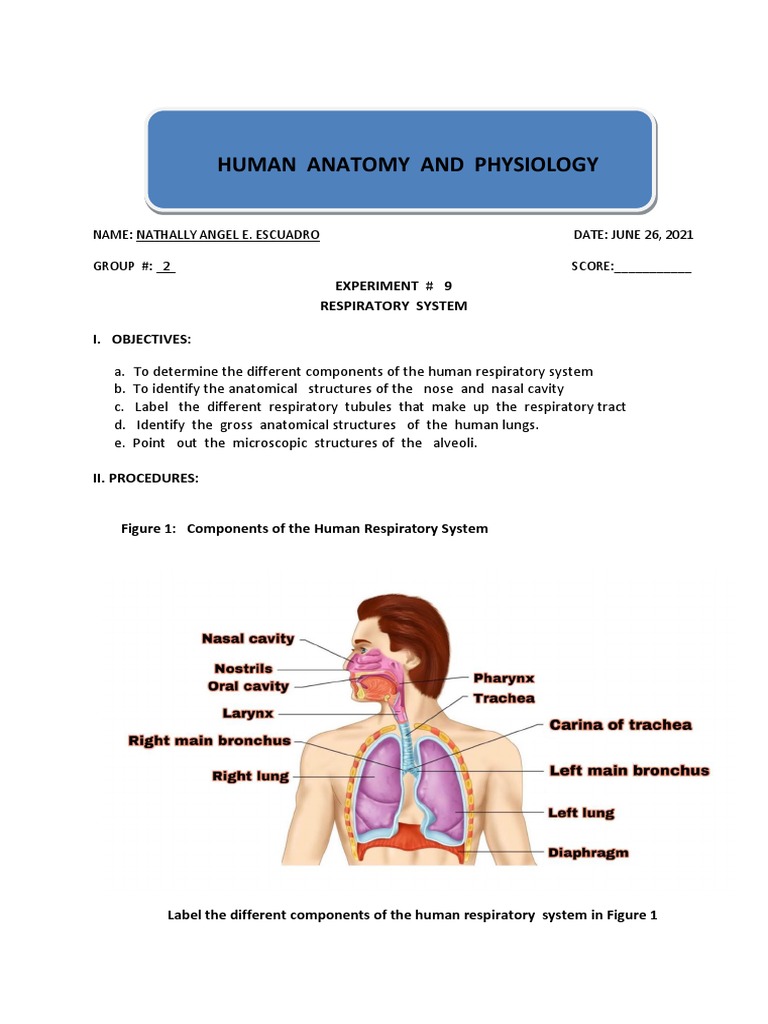 Human Anatomy and Physiology: Experiment # 9 Respiratory System I ...