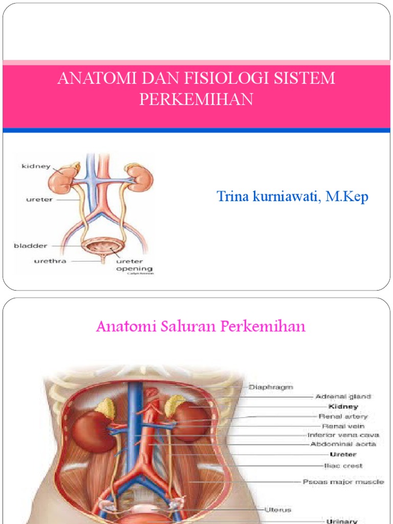 Anatomi Dan Fisiologi Sistem Perkemihan | PDF