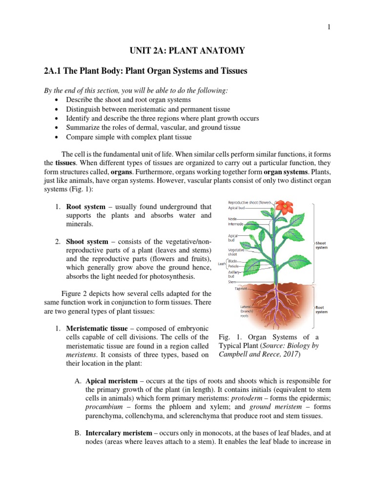 UNIT 2A - Plant Anatomy | PDF | Leaf | Tissue (Biology)