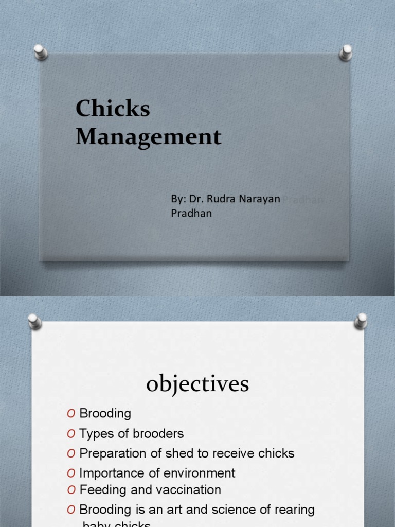 Chicks Management: By: Dr. Rudra Narayan Pradhan | PDF | Fuels ...