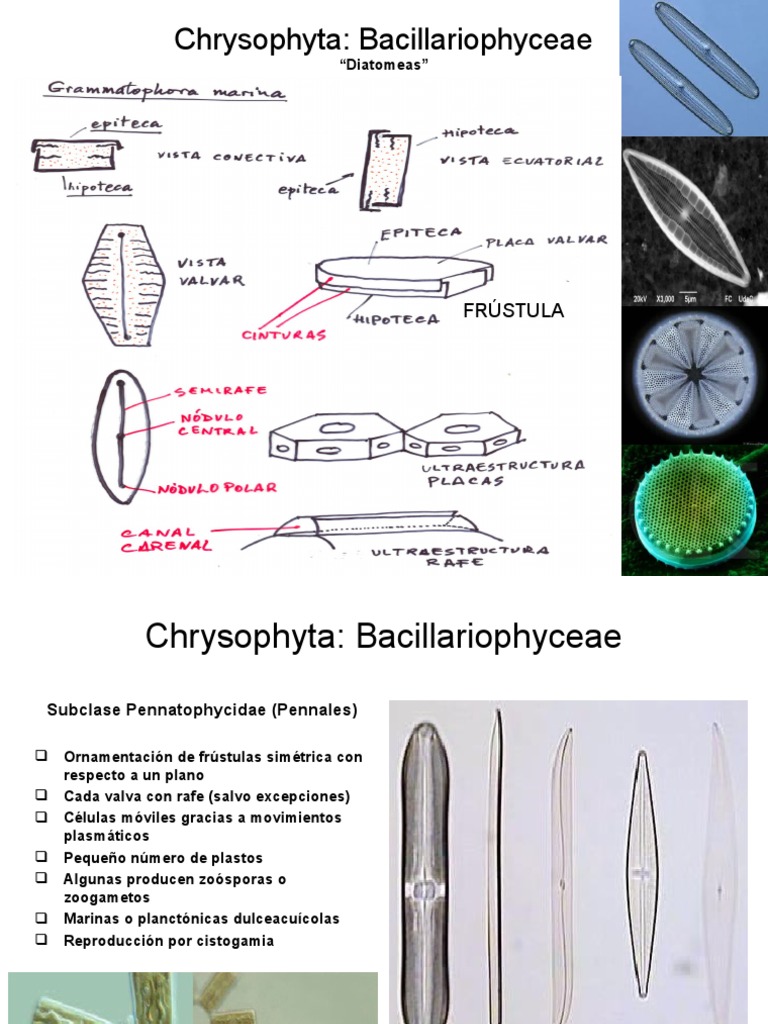 Tema 2. III. Bacillariophyceae | PDF