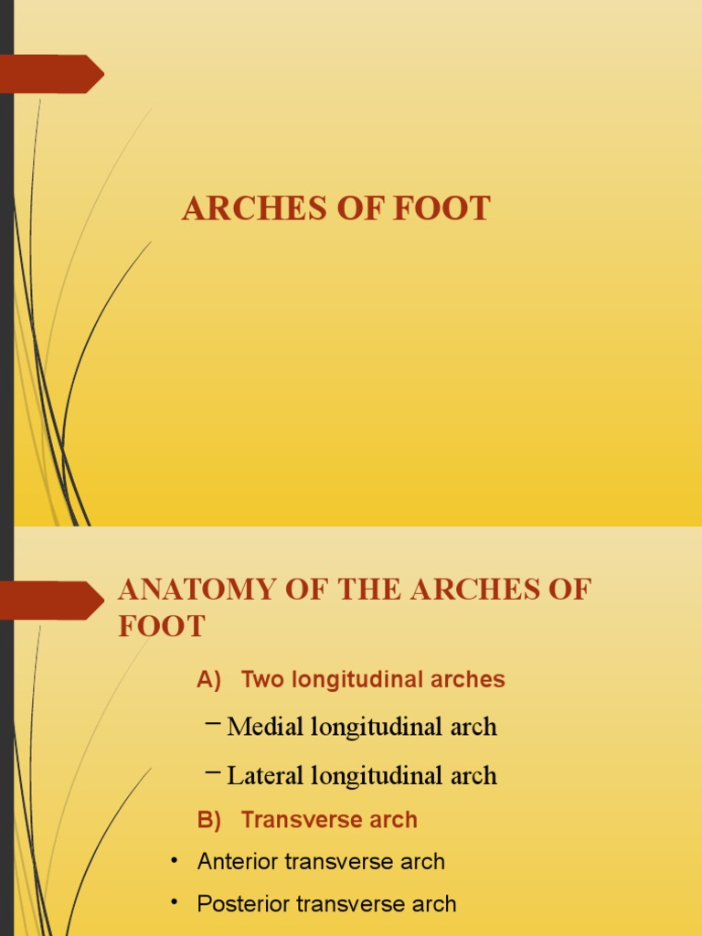 Arches of Foot | PDF | Foot | Musculoskeletal System
