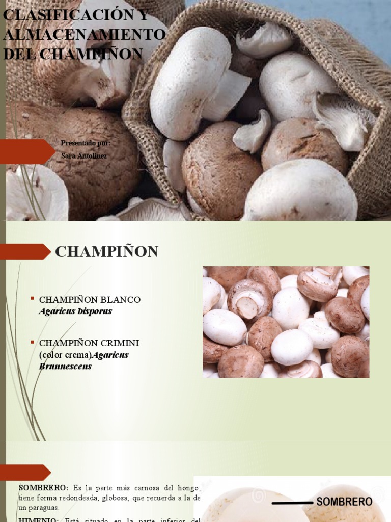Clasificacion y Almacenamiento de Champiñon | PDF | Tipos de hongos ...