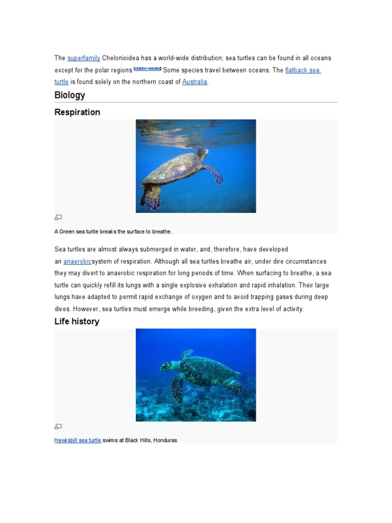 Sea Turtle | PDF | Sea Turtle | Turtle