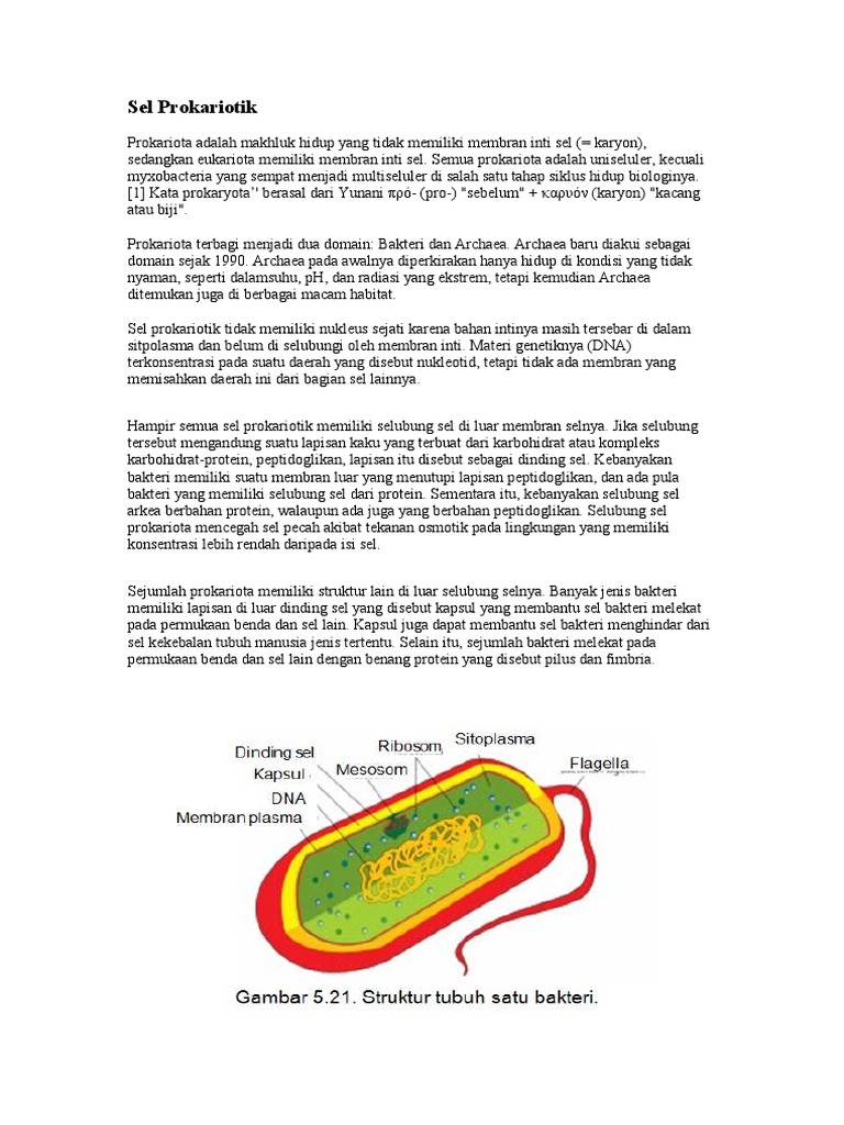 Sel Prokariotik | PDF