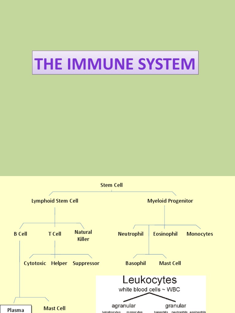 Immune System Overview: Key Cells & Functions | PDF | Immune System ...