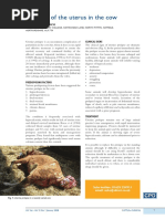 Osteology of The Goat | PDF | Vertebra | Vertebral Column