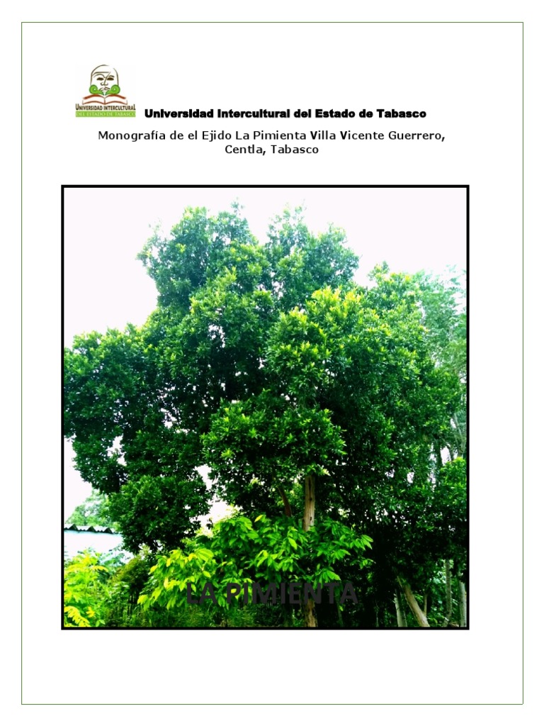 Pimi | PDF | Educación de la primera infancia | Alimentos