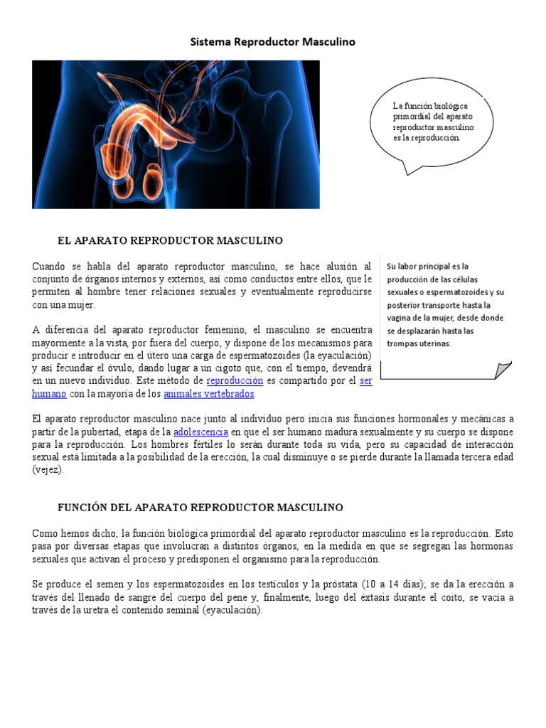 Vista Frontal Del Sistema Reproductor Masculino Etiquetado