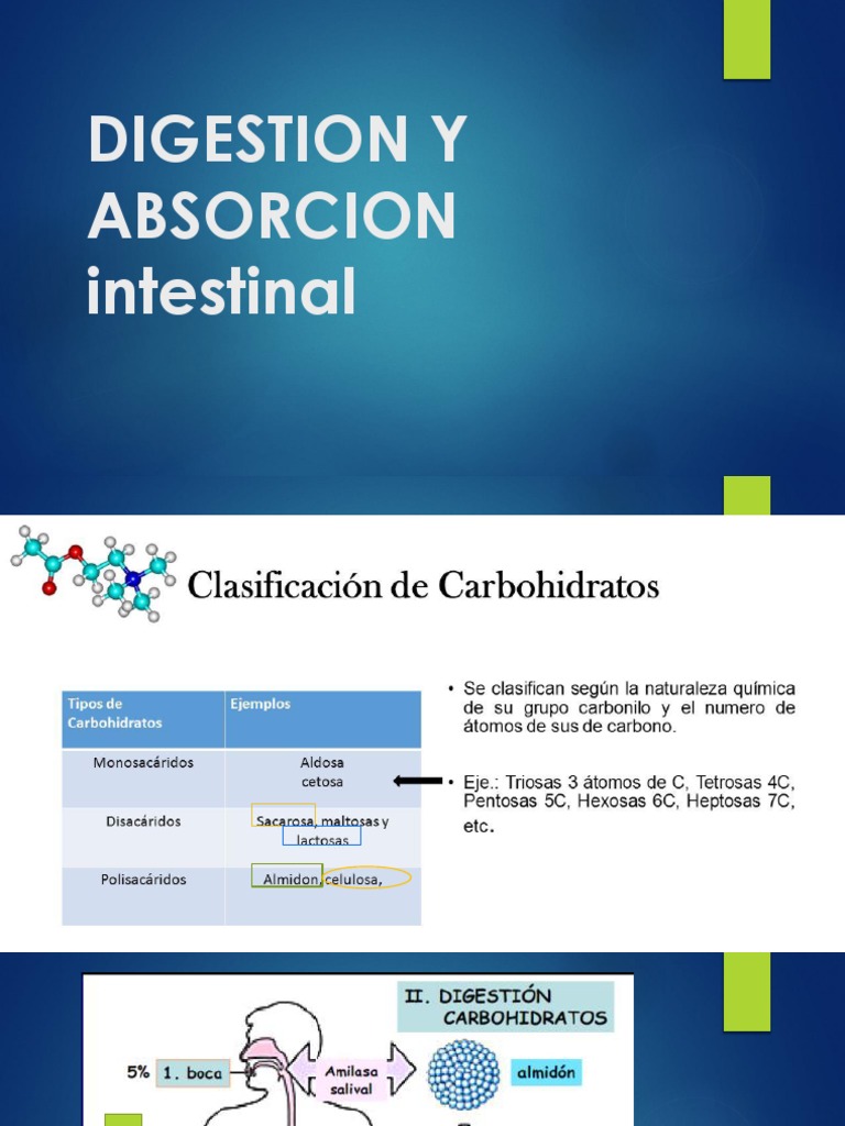 Absorcion Gastrointestinal | PDF | Digestión | Bilis