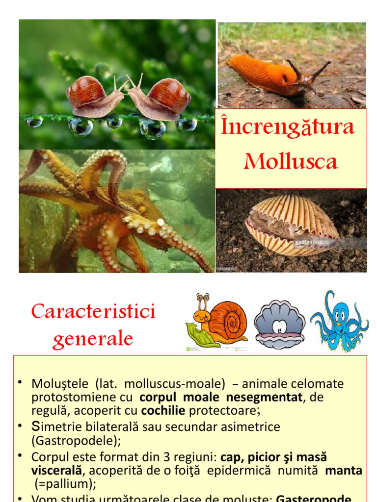 Mollusca | PDF