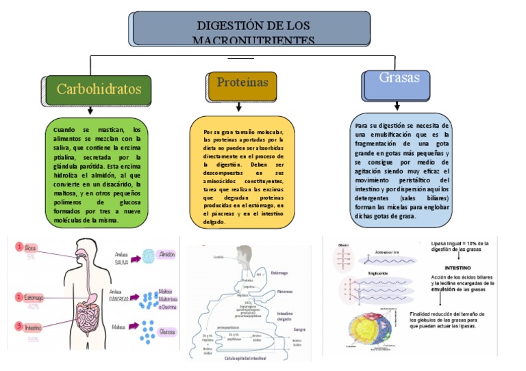 Digestion de Los Macronutrientes | PDF