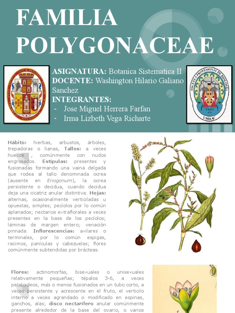Familia Polygonaceae | PDF | Ramas de la botánica | Morfología Vegetal